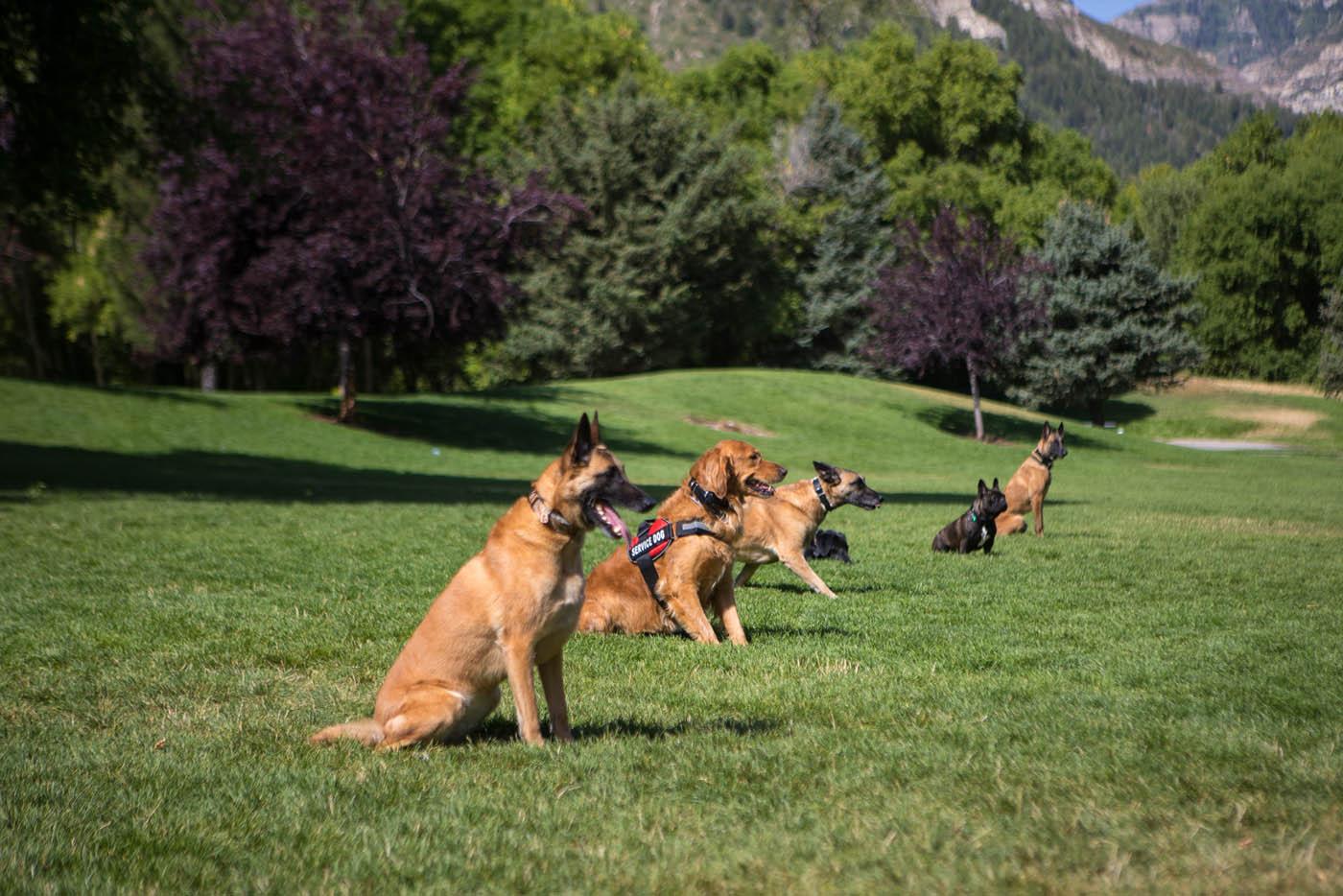 Boulder City’s Heated Debate Over Dog Behavior Reaches a Tipping Point ...