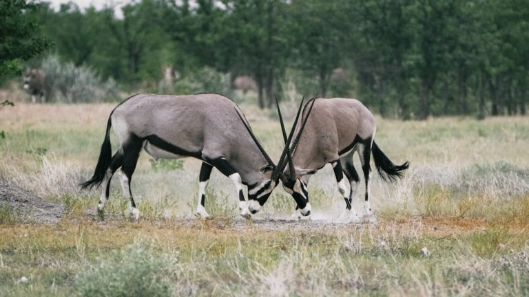 Nevada BLM Prepares for Sweeping Roundup of 2,500 Wild Horses and ...