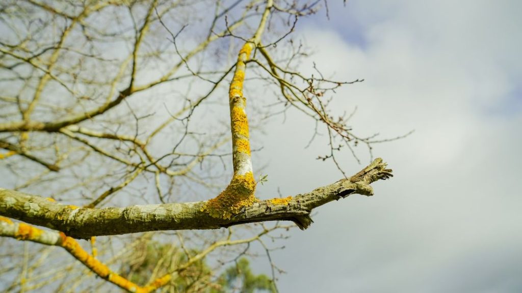 Gusty Winds Turn Deadly in Santa Rosa as Falling Branch Claims a Life ...